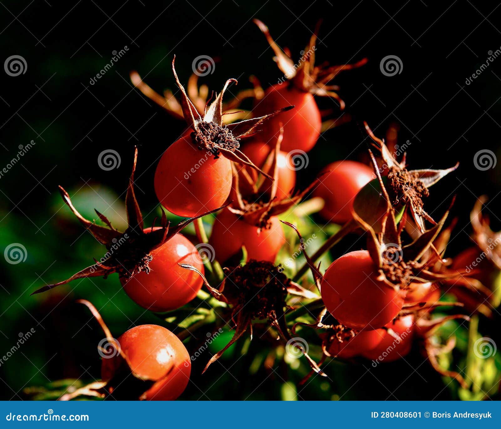 A rosehip close-up stock image. Image of tree, portrait - 280408601