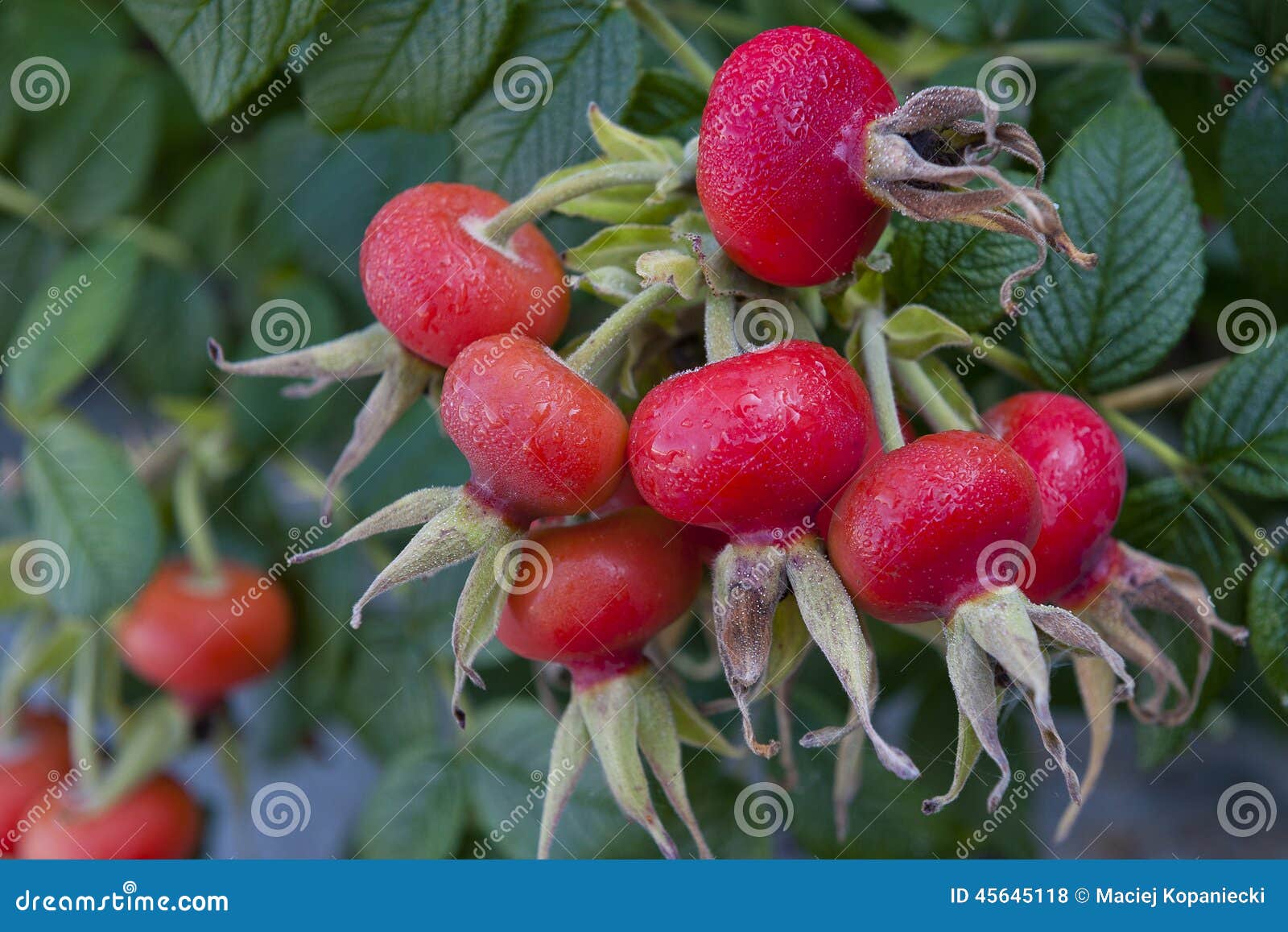 Rosehip Fruits stock photo. Image of health, orange, rose - 45645118
