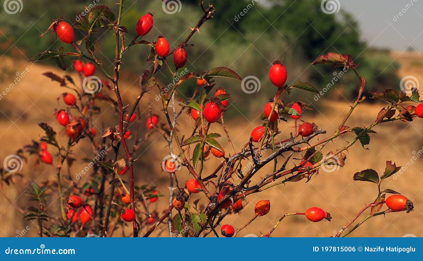 Rosehip Fruits Ripening on Rosehip Trees, Rosehip Fruits in the Fall ...