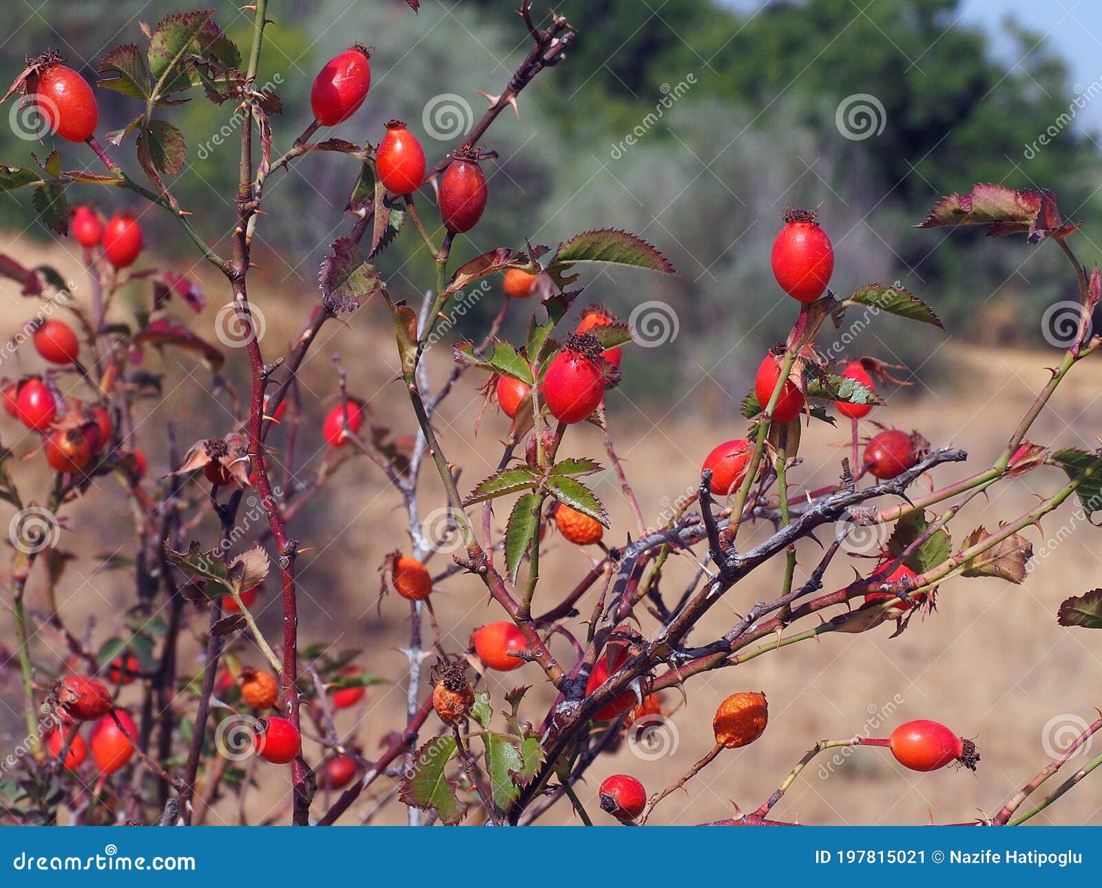 Rosehip Fruits Ripening on Rosehip Trees, Rosehip Fruits in the Fall ...