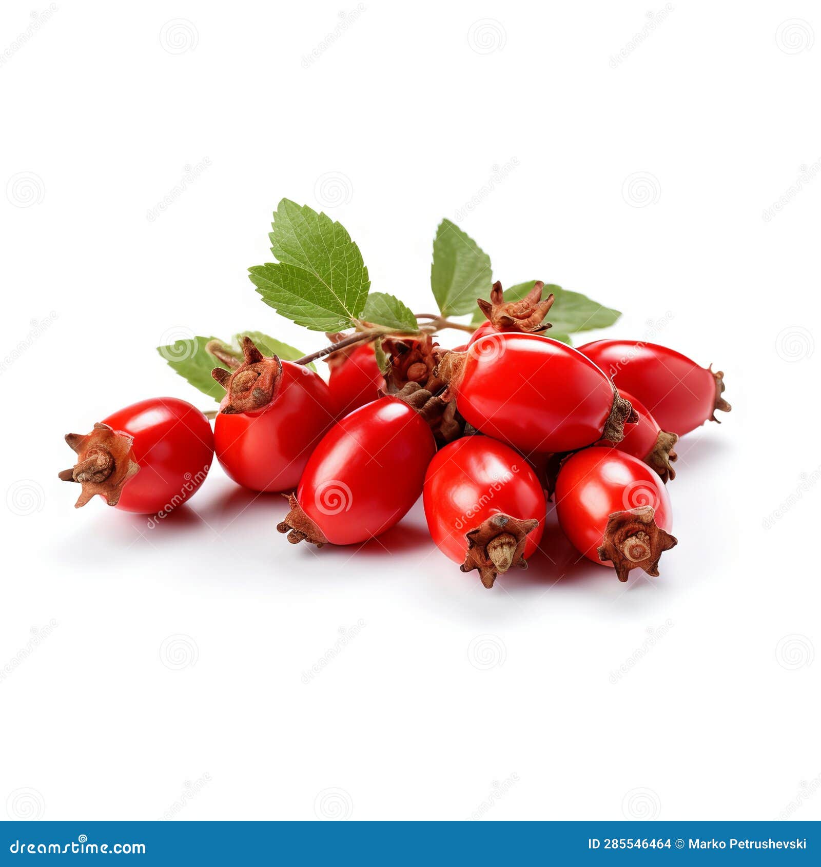 Rosehip with Leaves Isolated on White Background Stock Photo - Image of ...
