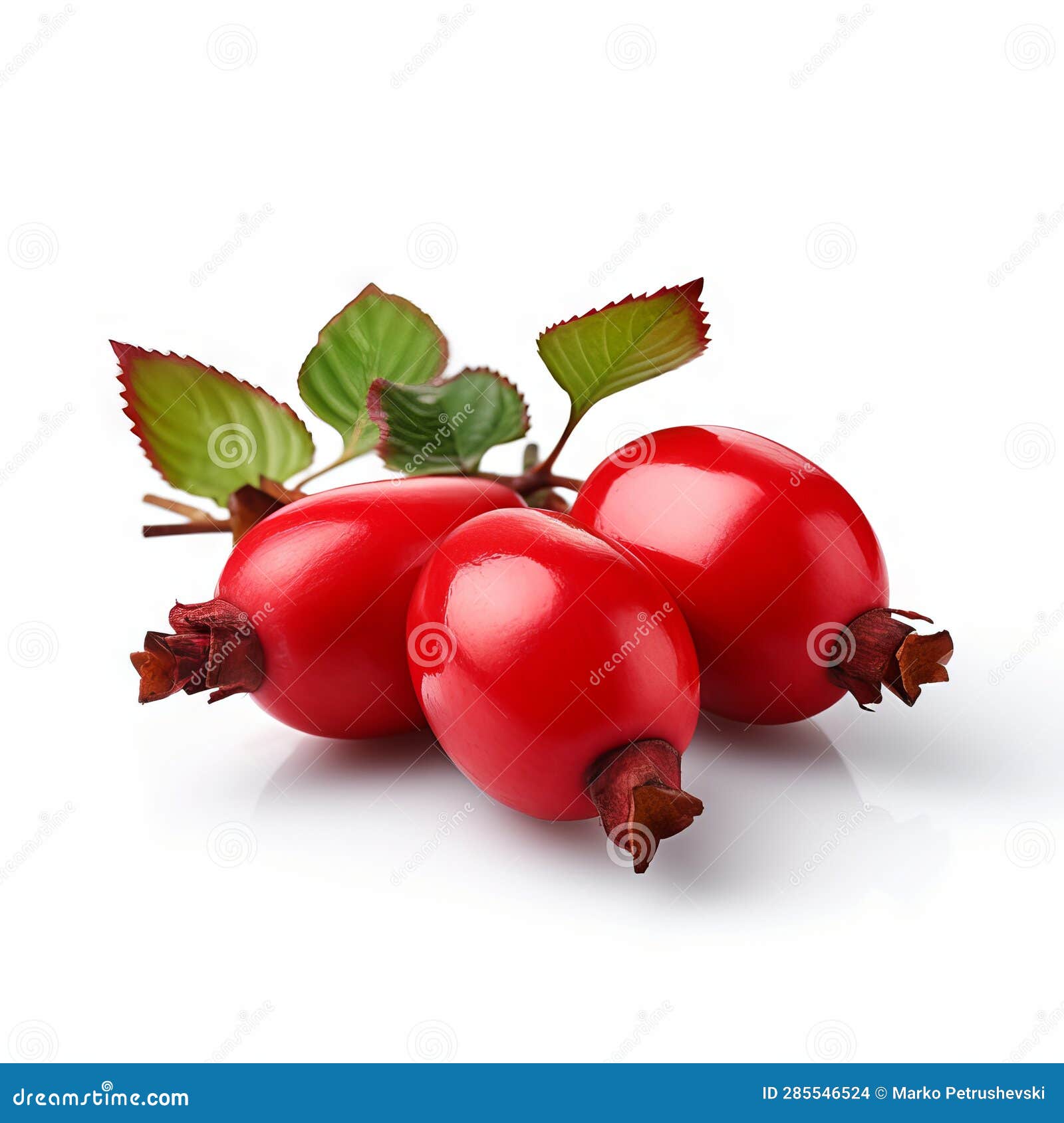 Rosehip with Leaves Isolated on White Background Stock Photo - Image of ...