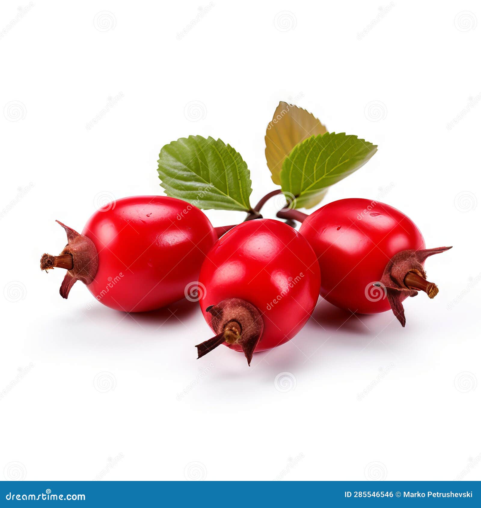 Rosehip with Leaves Isolated on White Background Stock Photo - Image of ...