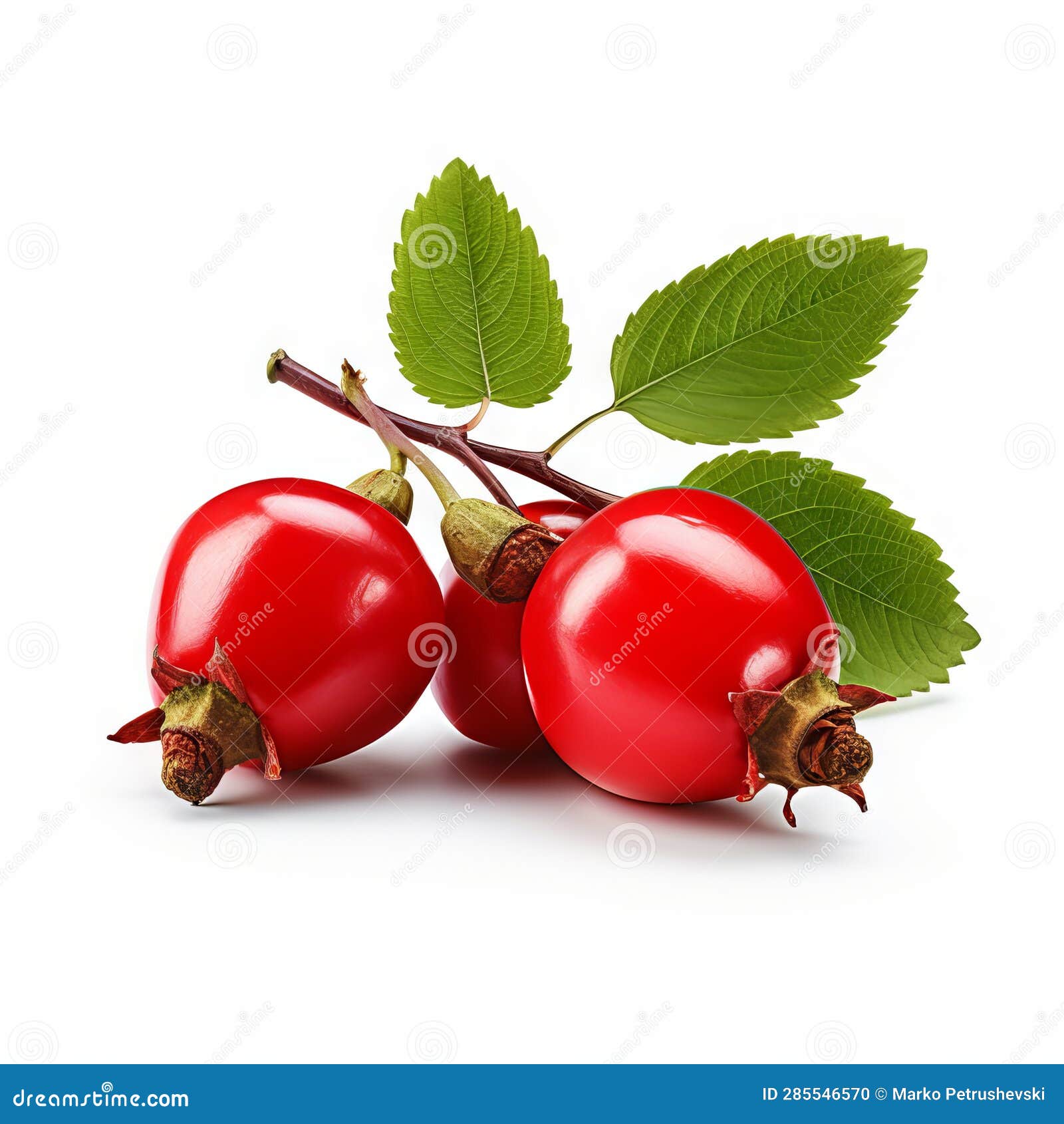 Rosehip with Leaves Isolated on White Background Stock Photo - Image of ...