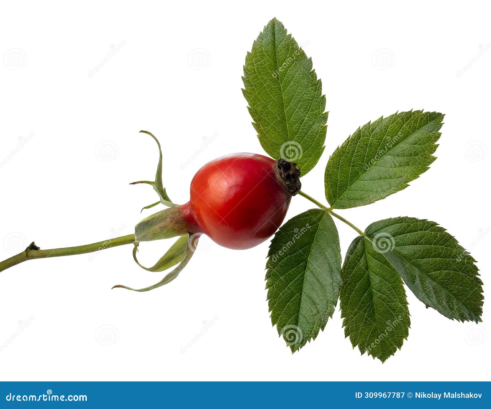 Rosehip with Leaves Isolated on White Background. Stock Image - Image ...