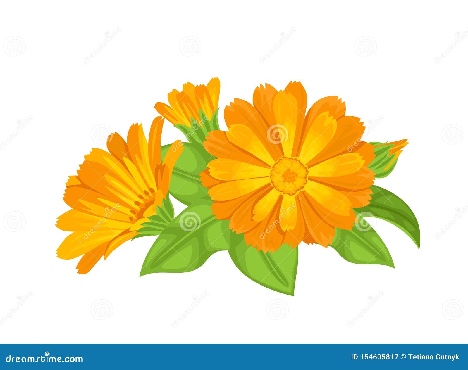 Calendula Orange Flowers and Green Leaves Isolated Stock Vector ...