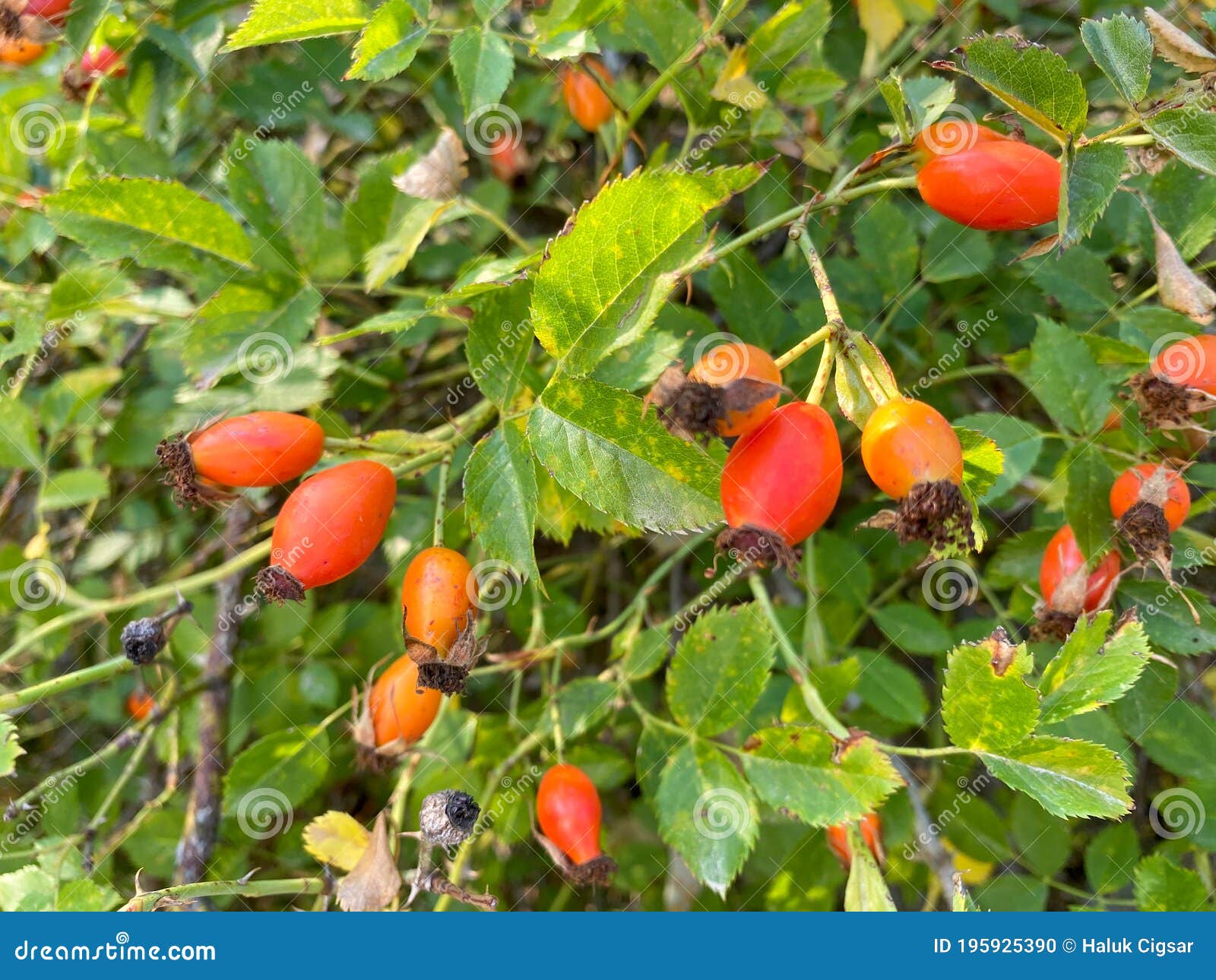 Rosehip Plant and Fruit, Medicinal Plants Rosehip Fruit Stock Photo ...