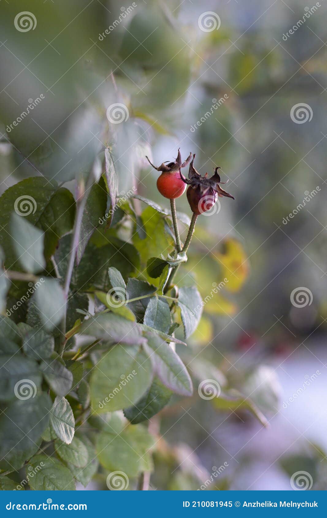 Rosehip Plant with Green Leaves Stock Image - Image of leaves, texture ...