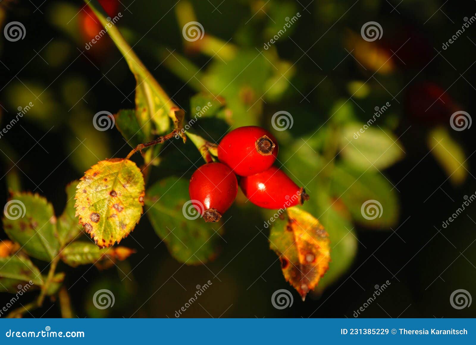 Rosehip stock image. Image of mediccinal, thorny, shrub - 231385229