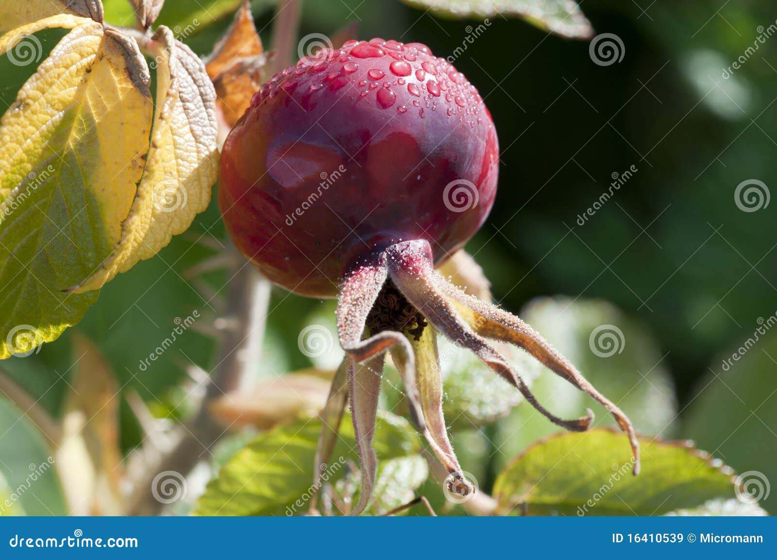 Rosehip - Rosa canina stock image. Image of healthy, season - 16410539