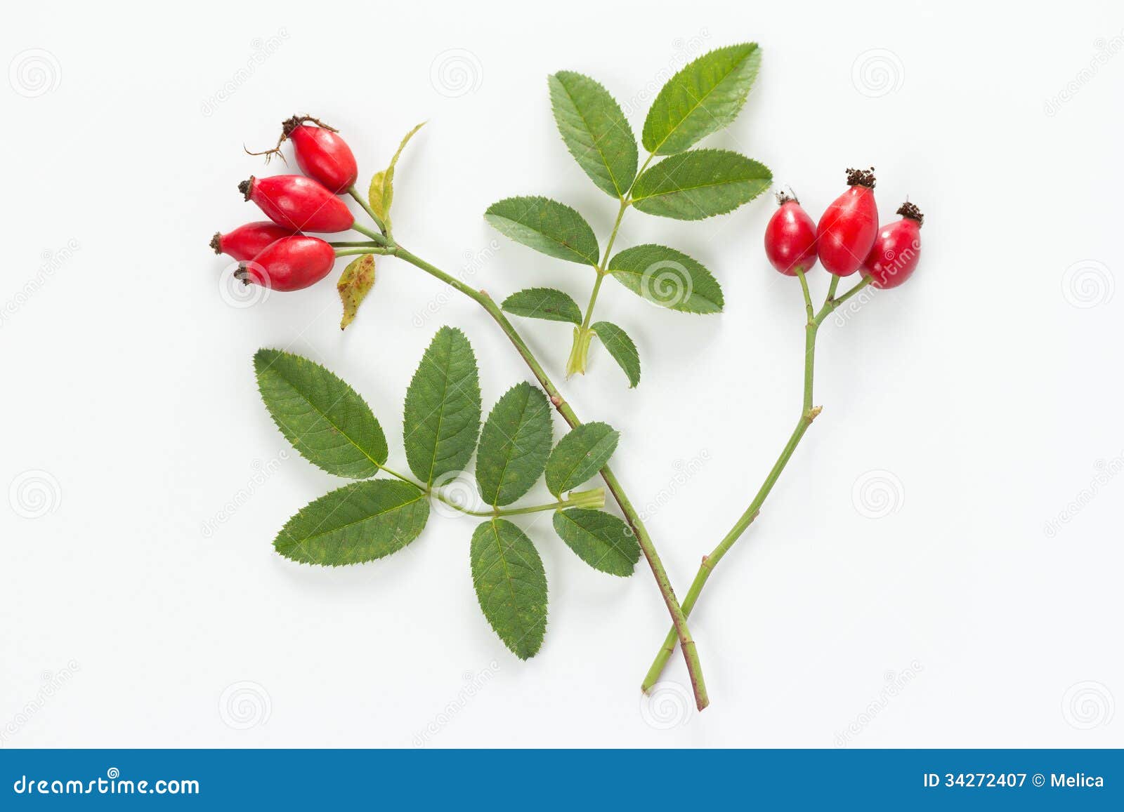 Rosehip (Rosa canina) stock image. Image of healthy, health - 34272407