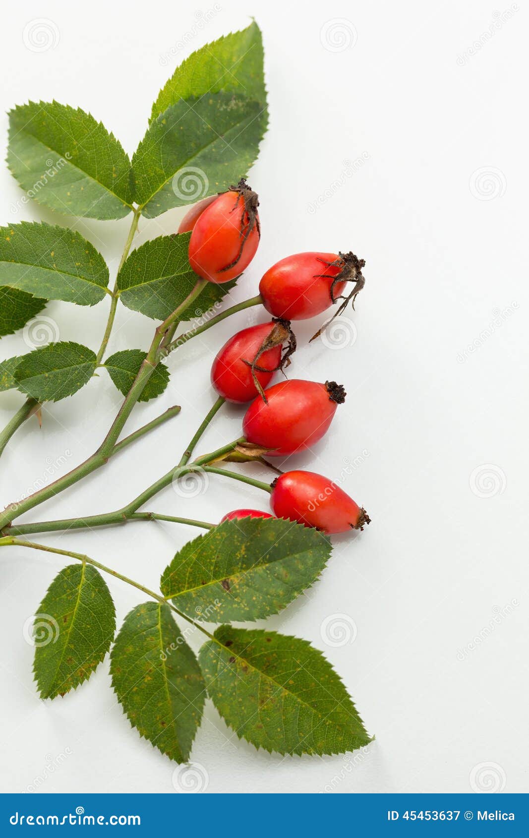 Rosehip stock image. Image of herbs, food, canina, health - 45453637