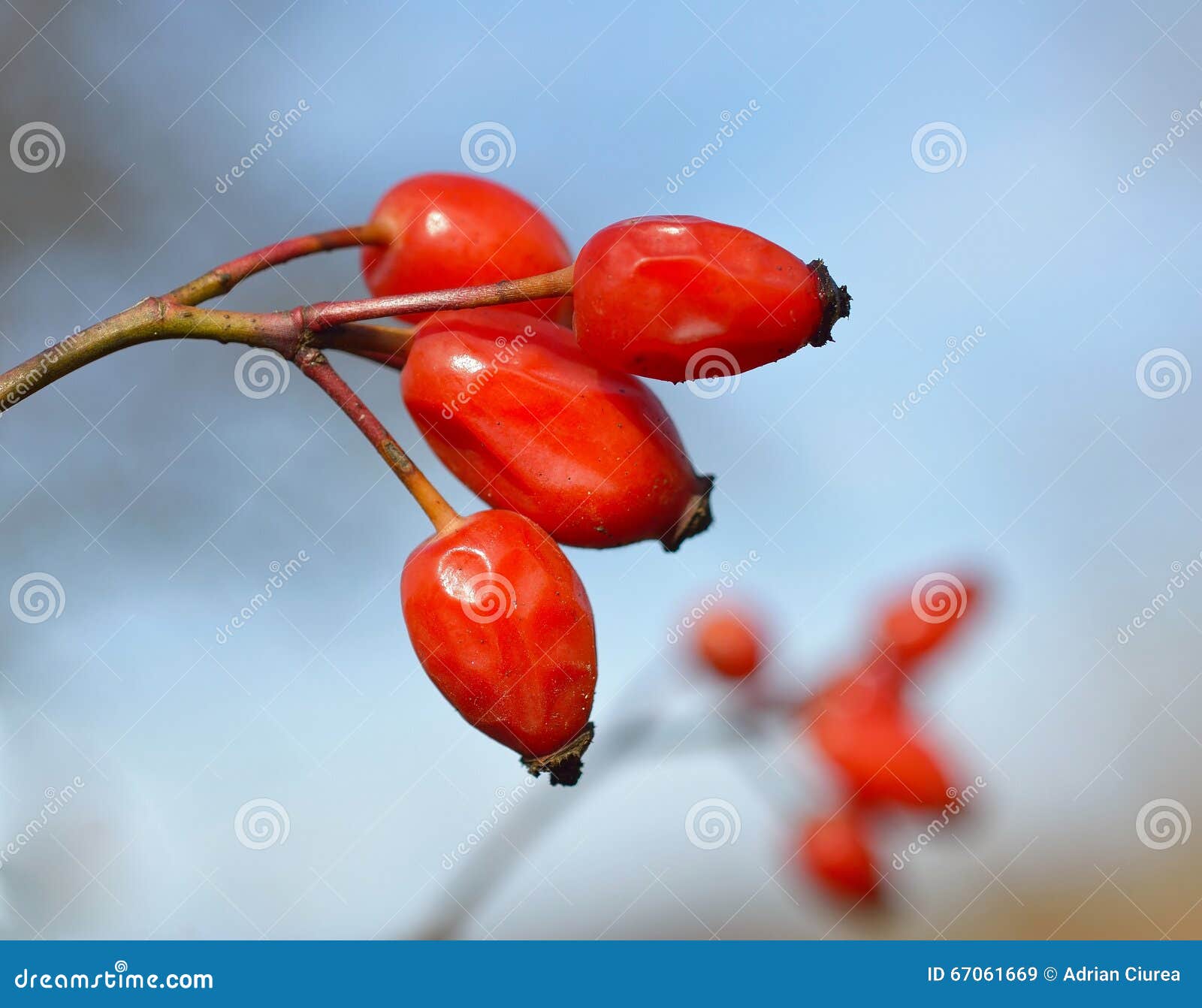 Rosehip (Rosa canina) stock image. Image of herb, nature - 67061669