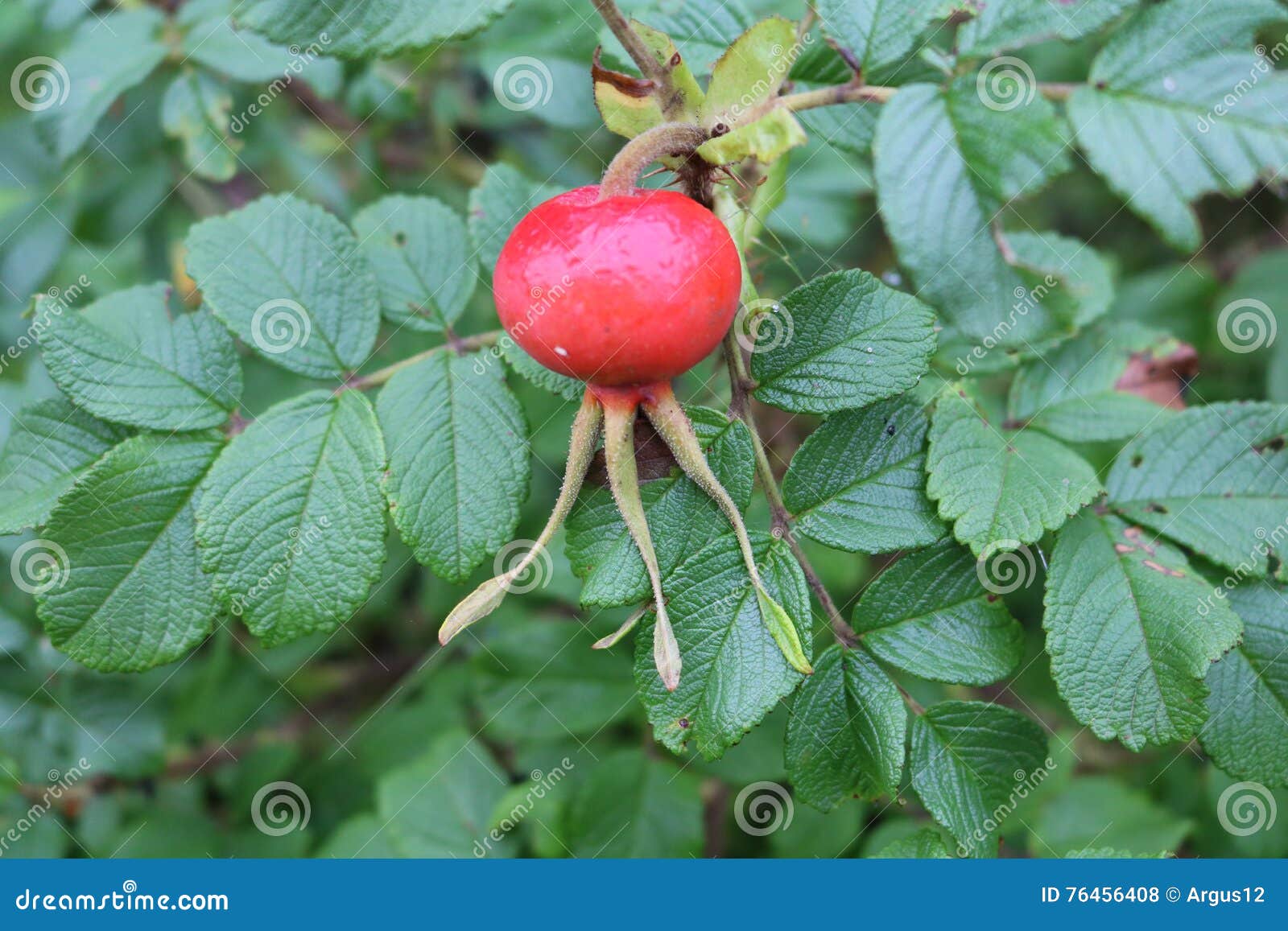Rosehip Rosa stock photo. Image of pink, vitamin, shrub - 76456408