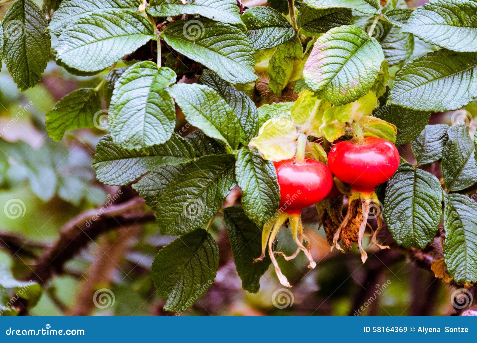 Rosehip stock image. Image of summer, nature, park, beatutiful - 58164369