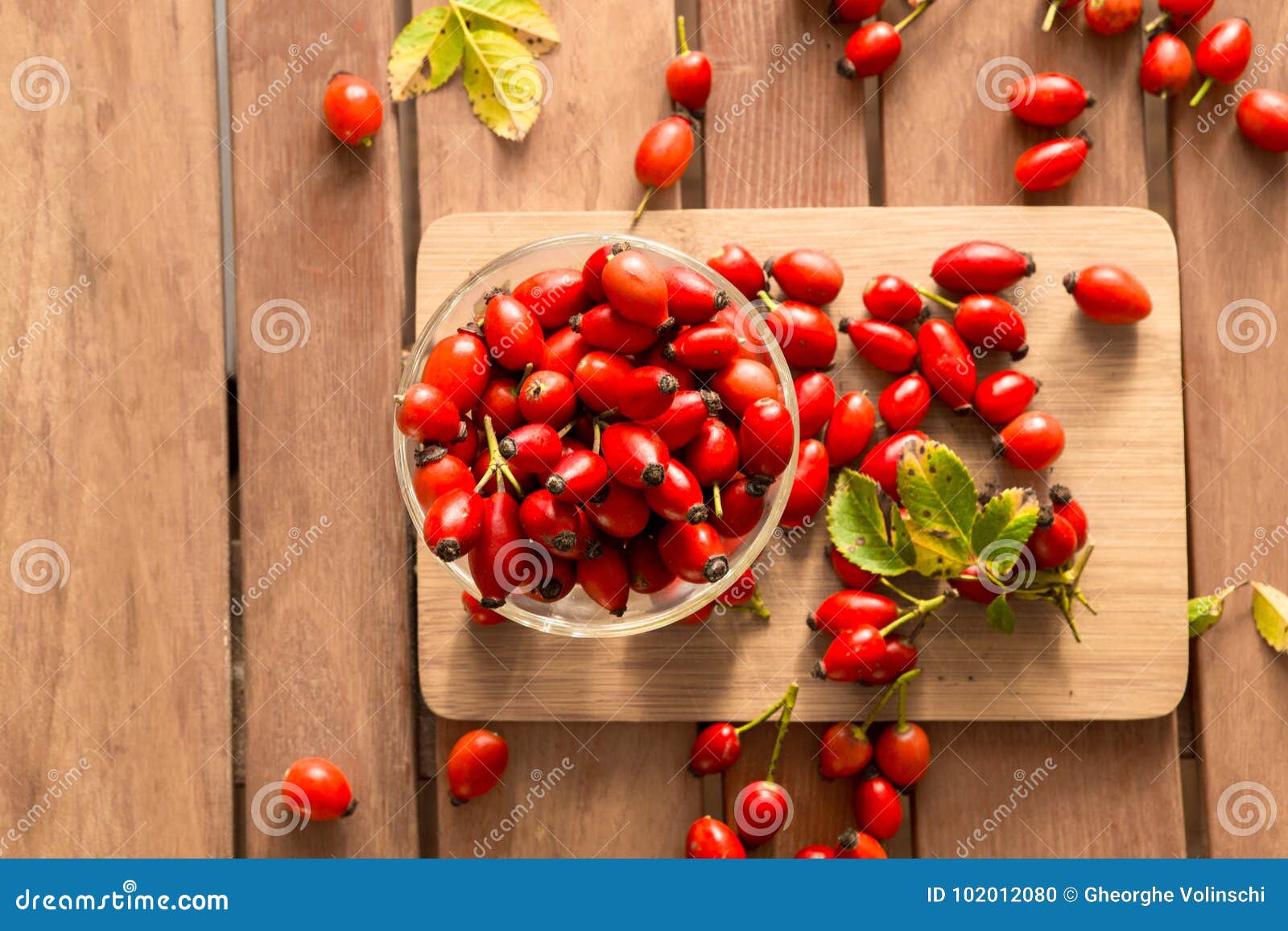 Rosehip stock photo. Image of fruits, boschetto, closeup - 102012080