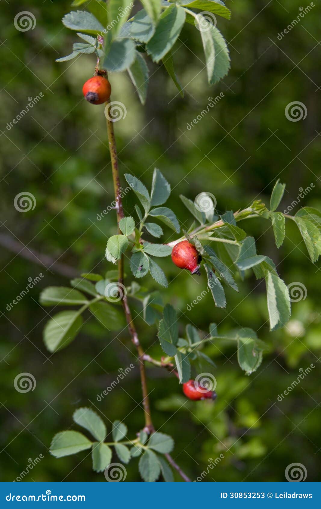 Rosehip stock image. Image of garden, plant, medicine - 30853253
