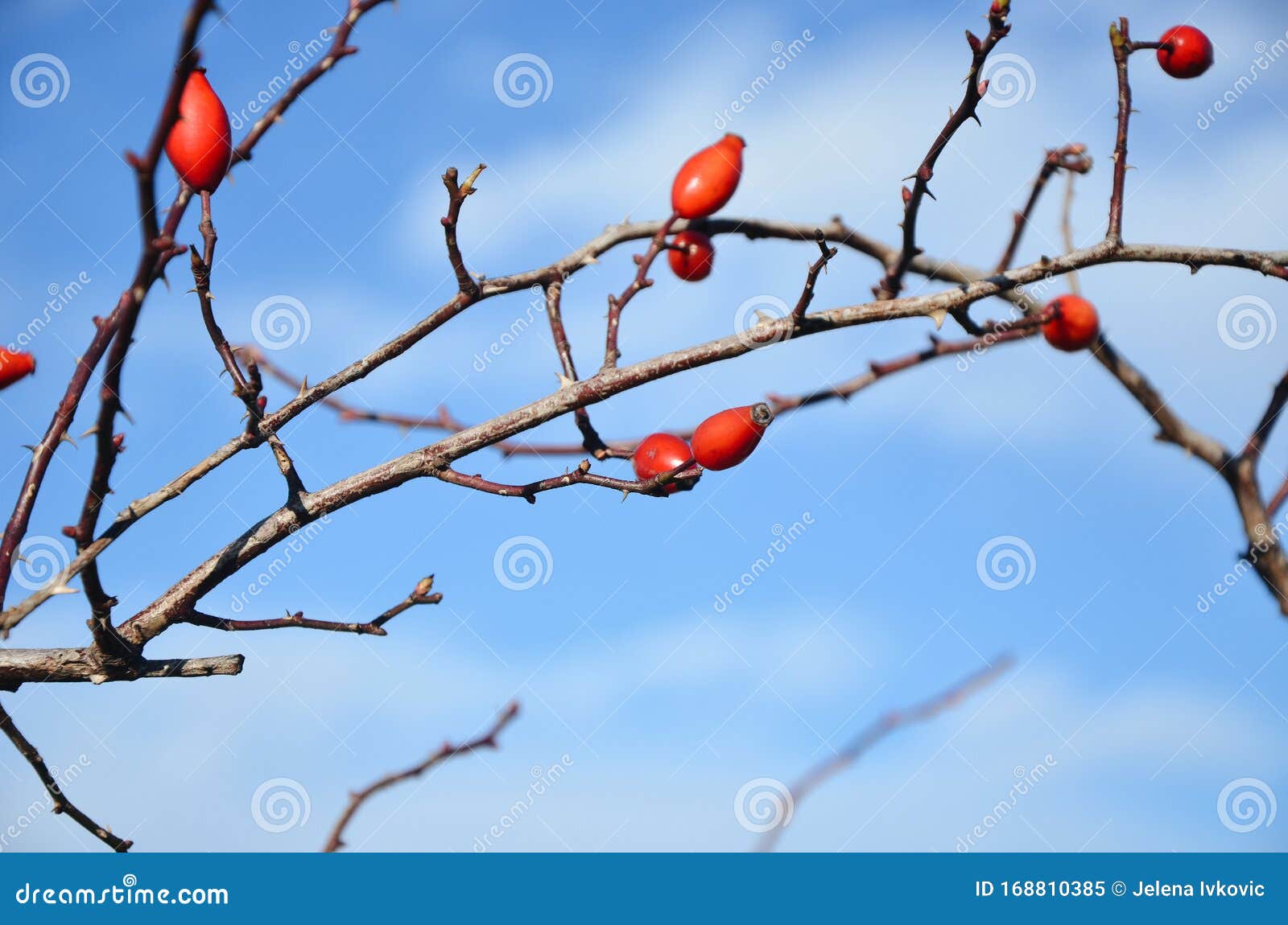 Rosehip on a Tree with Blue Sky Background Stock Image - Image of blue ...
