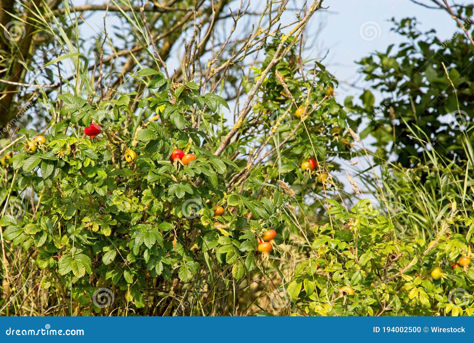 Rosehip Tree with Orange and Red Rosehips at Daytime Stock Photo ...