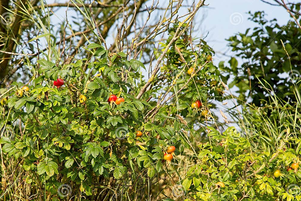 Rosehip Tree with Orange and Red Rosehips at Daytime Stock Photo ...