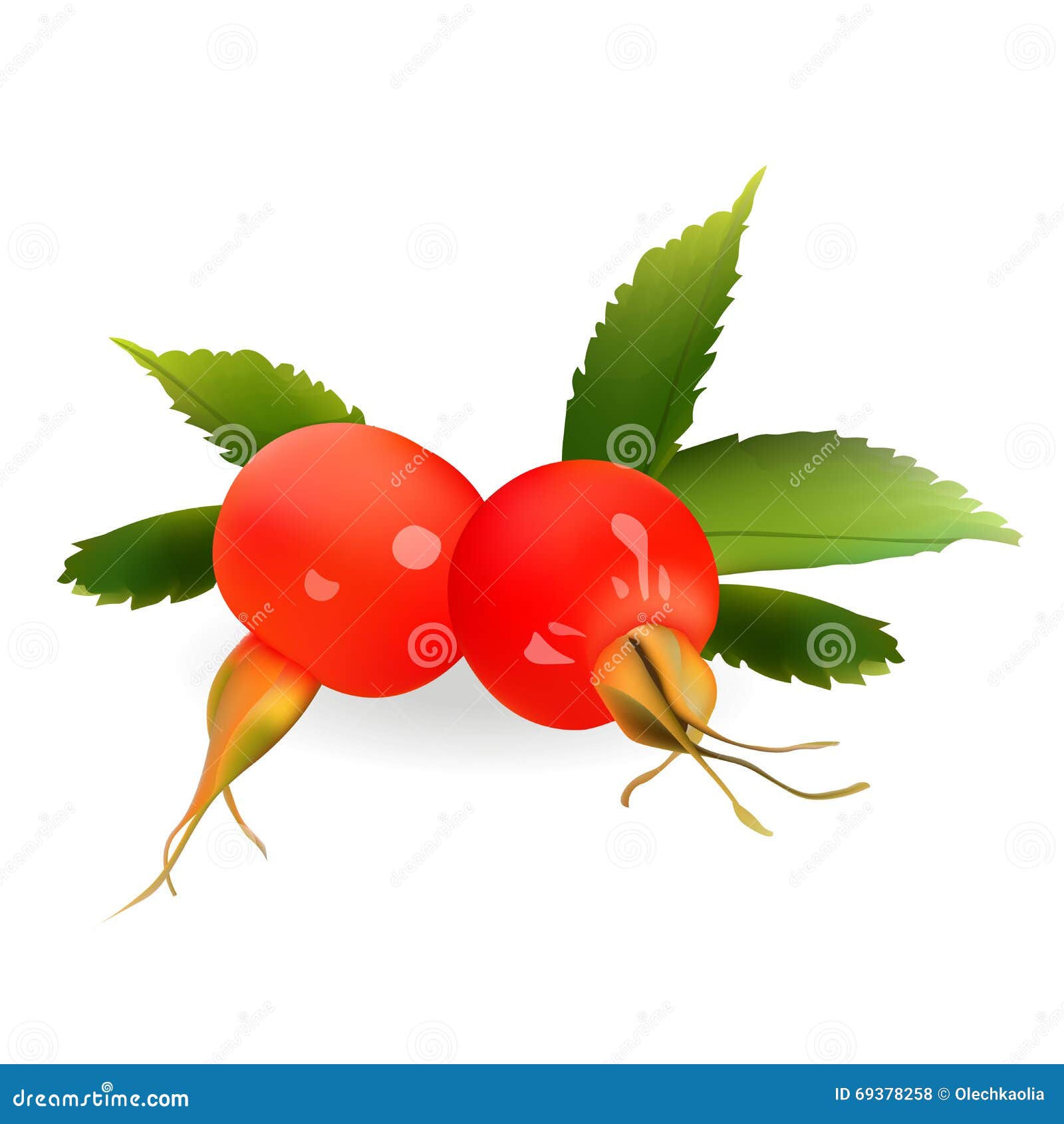 Rosehip Vector Illustration. Realistic Icon Isolated on White ...