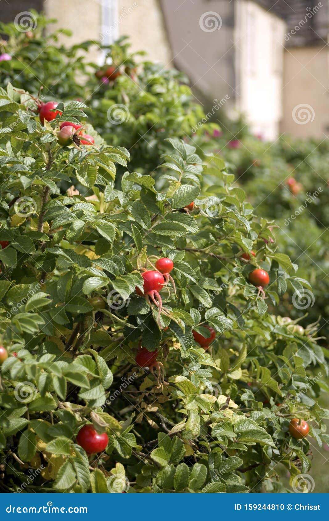 Rosehips stock photo. Image of rosehipsin, flower, kingdom - 159244810