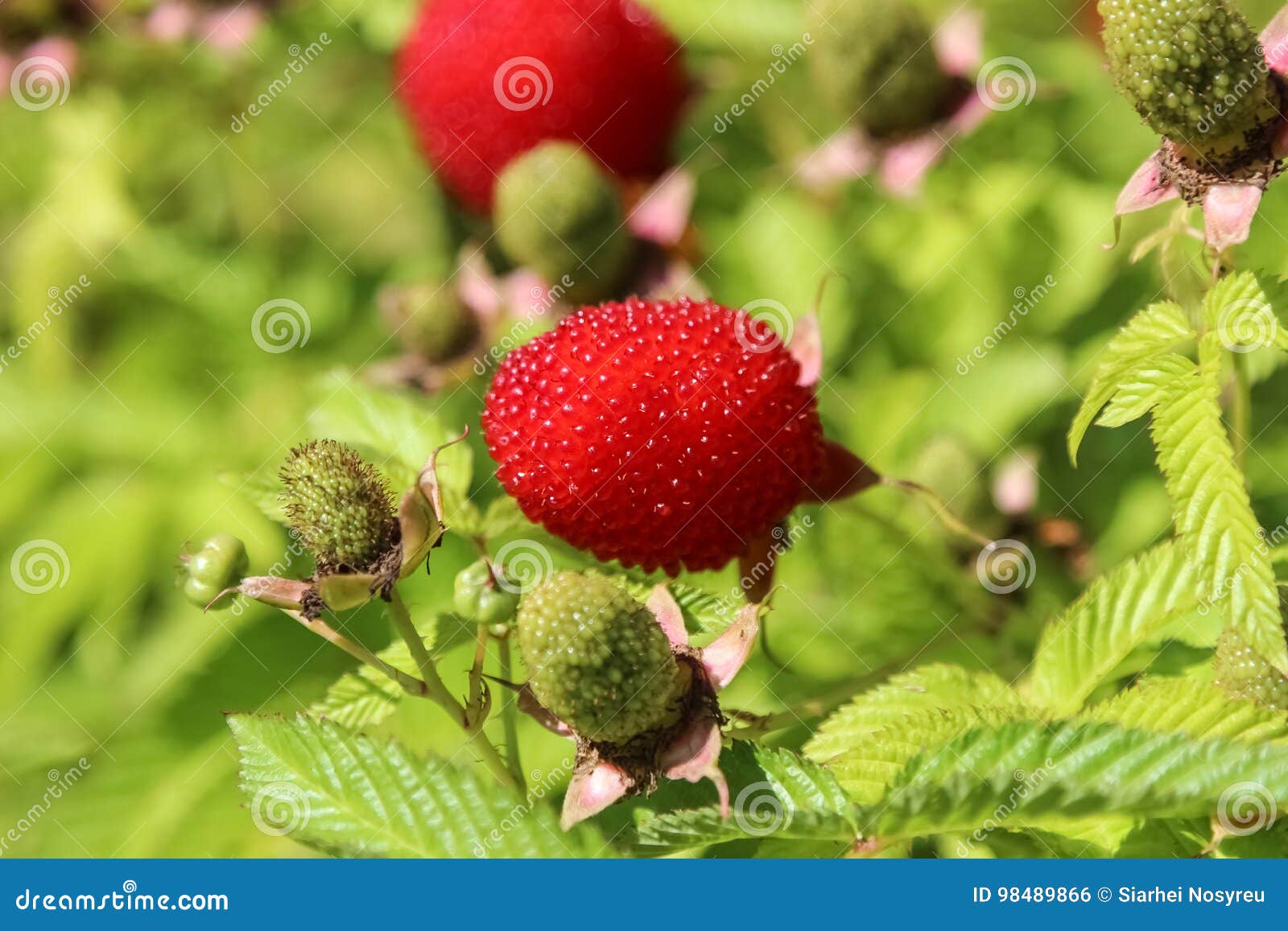 Roseleaf Bramble or Mauritius Raspberry or Thimbleberry or Bramble of ...