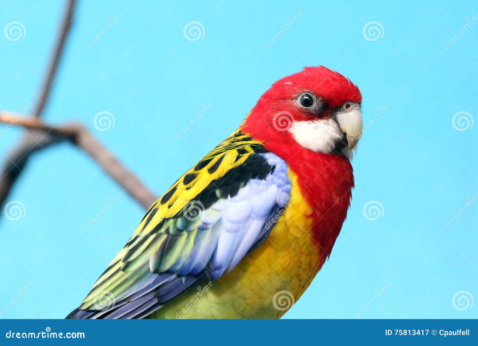 Rosella stock image. Image of blue, animal, eximius, eastern - 75813417