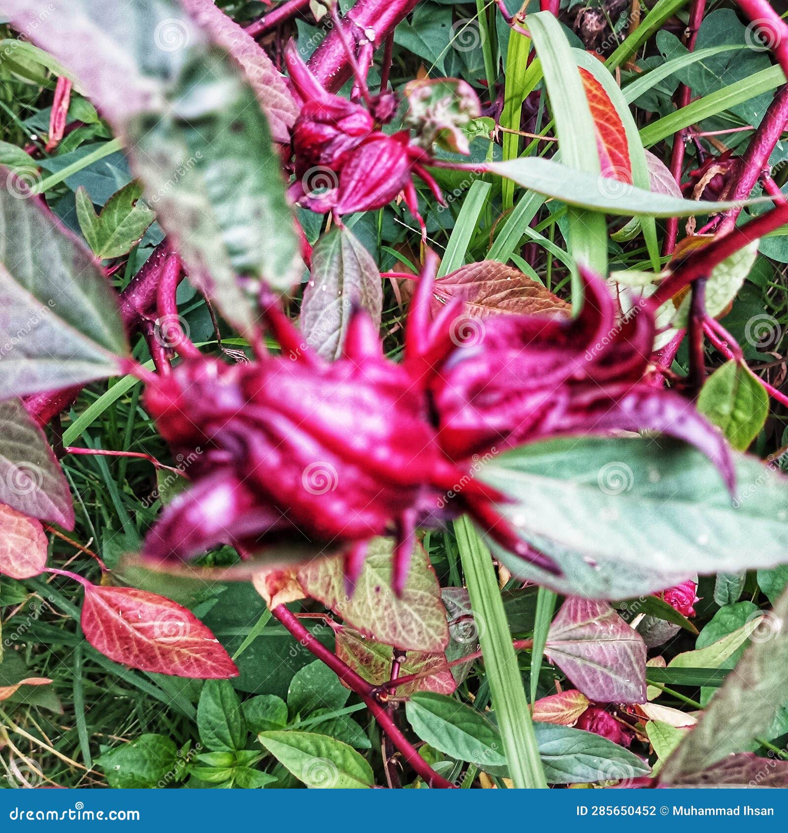 Rosella Flower Plant that Grows in the Garden Yard. Stock Photo - Image ...