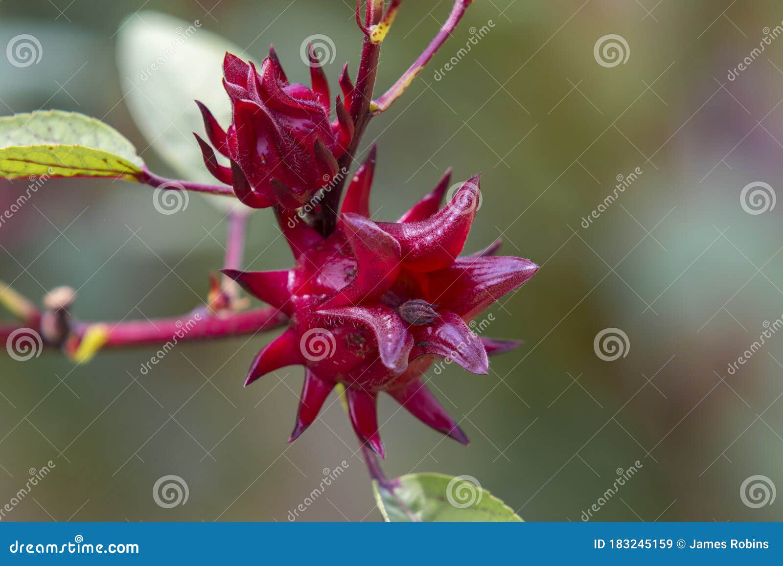 Rosella Flower stock image. Image of indonesia, hibiscus - 183245159