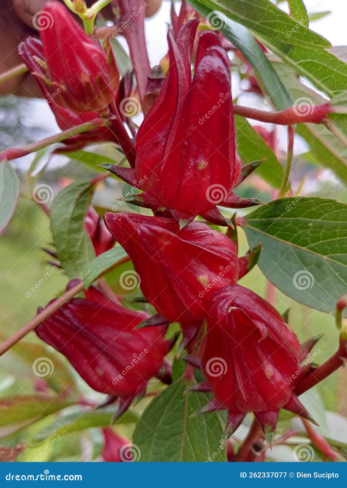 The Rosella Flower stock image. Image of herb, plant - 262337077
