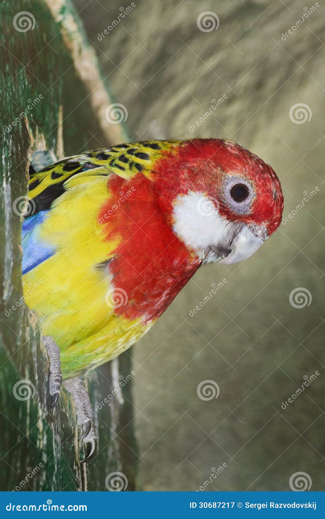 Rosella Parakeet stock image. Image of parrot, colourful - 30687217