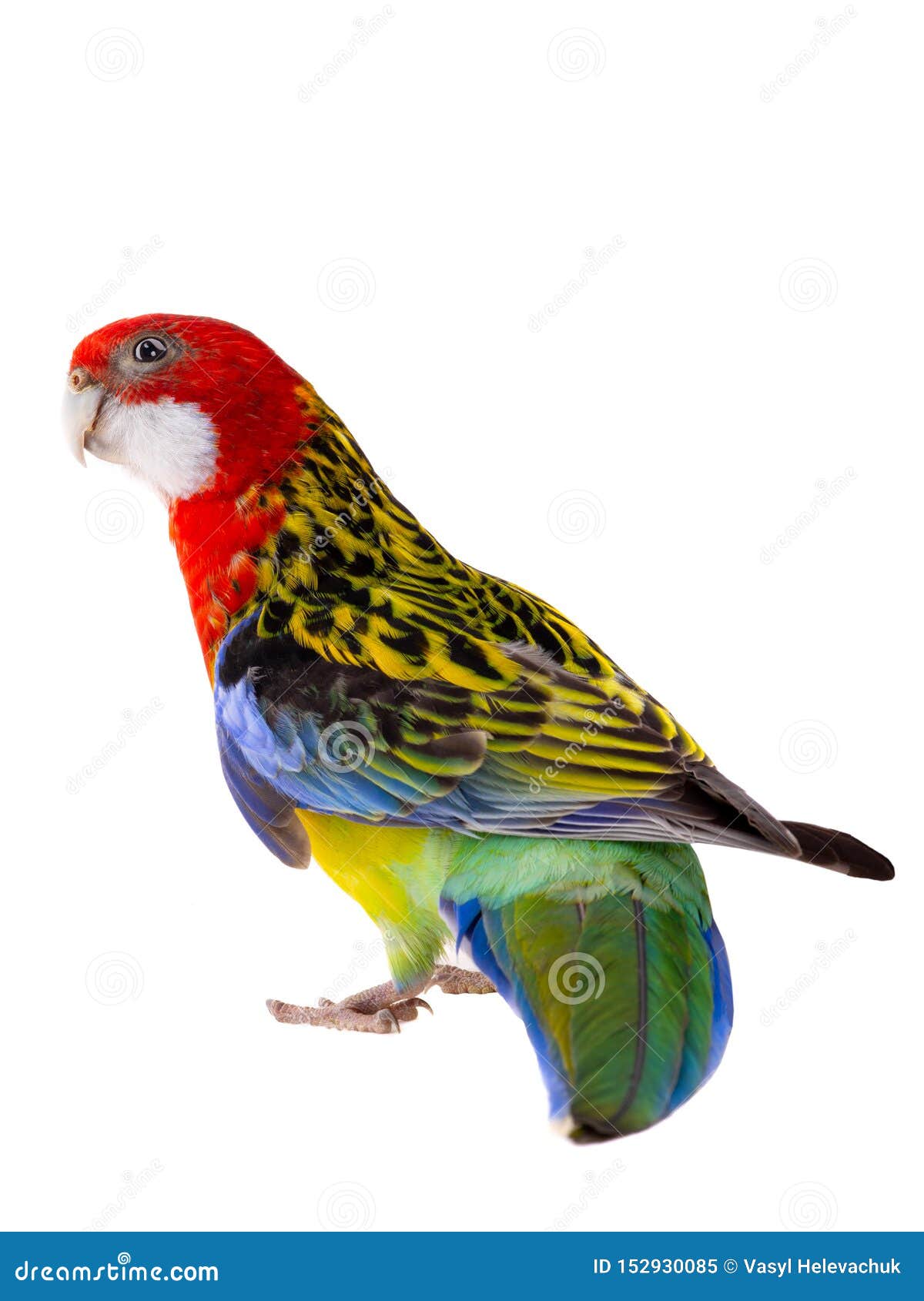 Rosella parrot isolated stock image. Image of male, friendly - 152930085