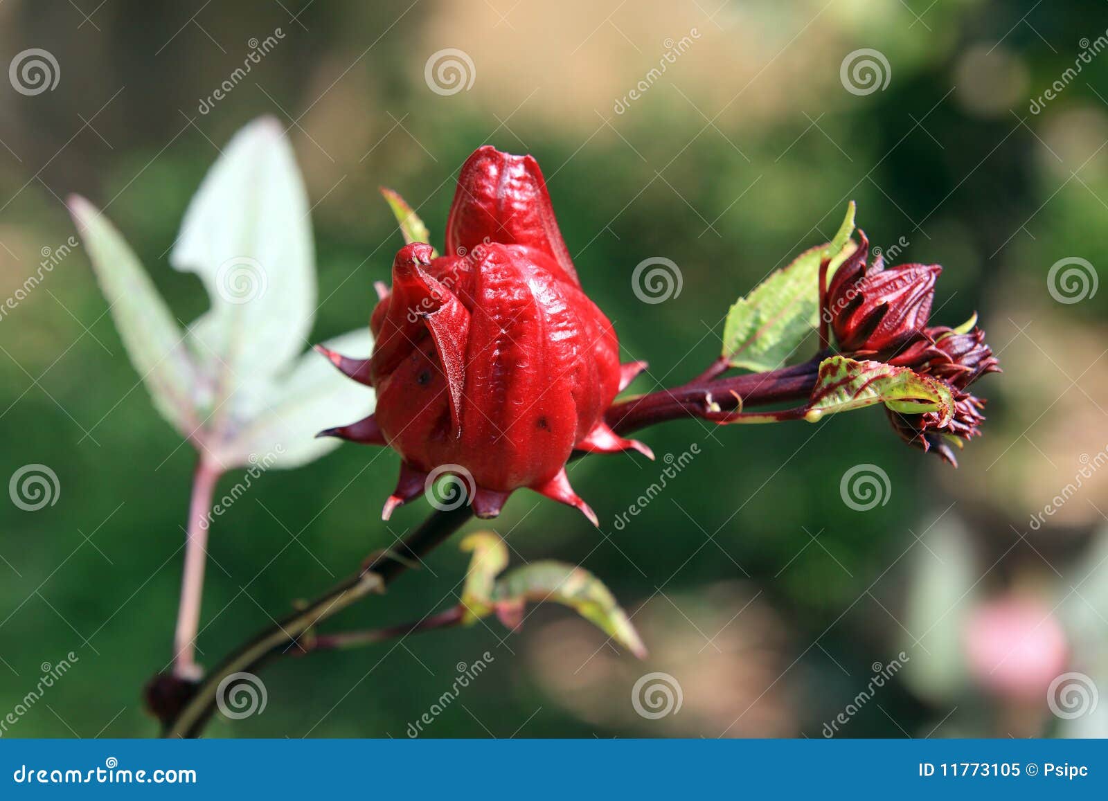 Roselle stock image. Image of yellow, flowers, food, medicine - 11773105