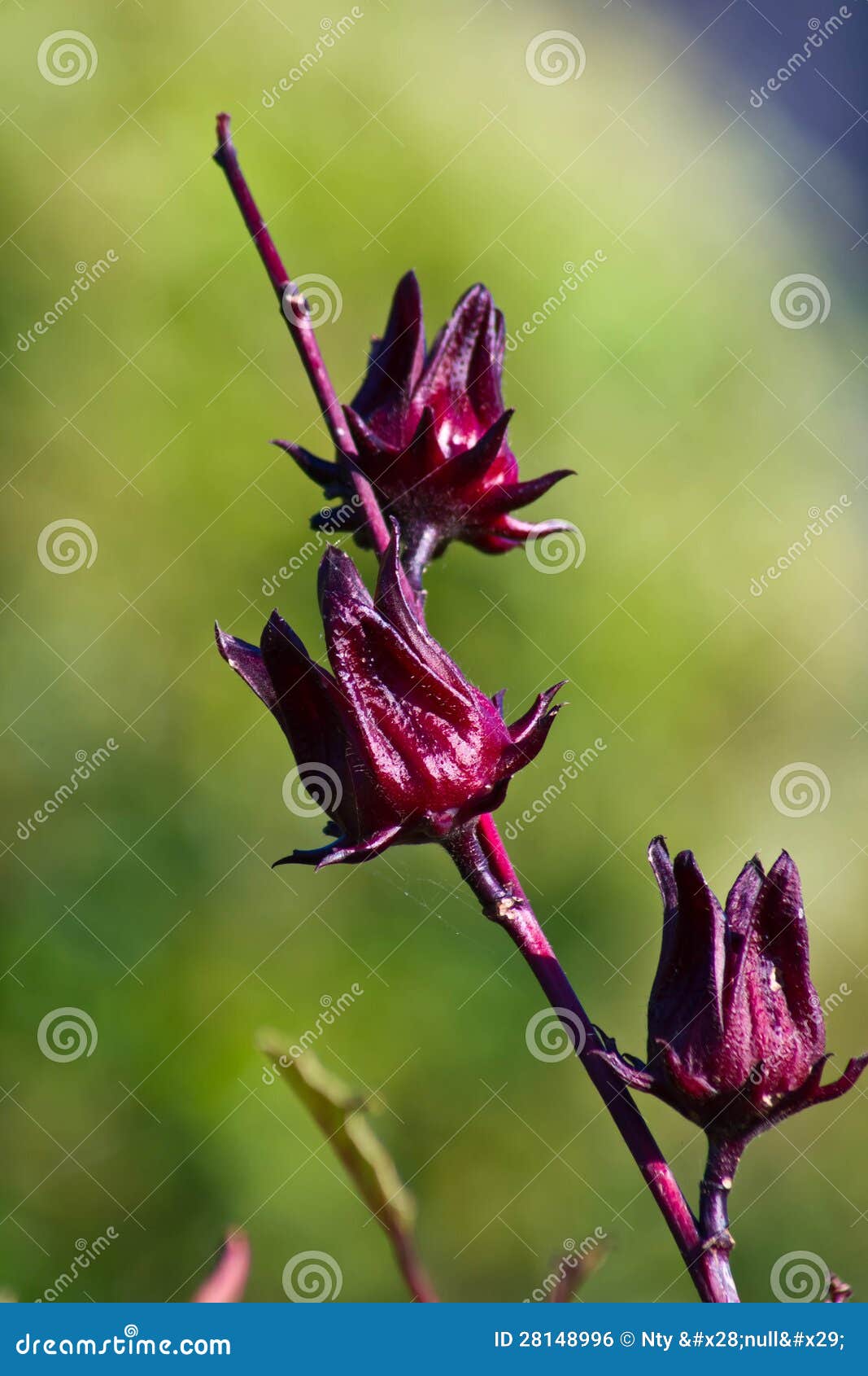 Roselle stock photo. Image of plant, farm, leaf, flower - 28148996
