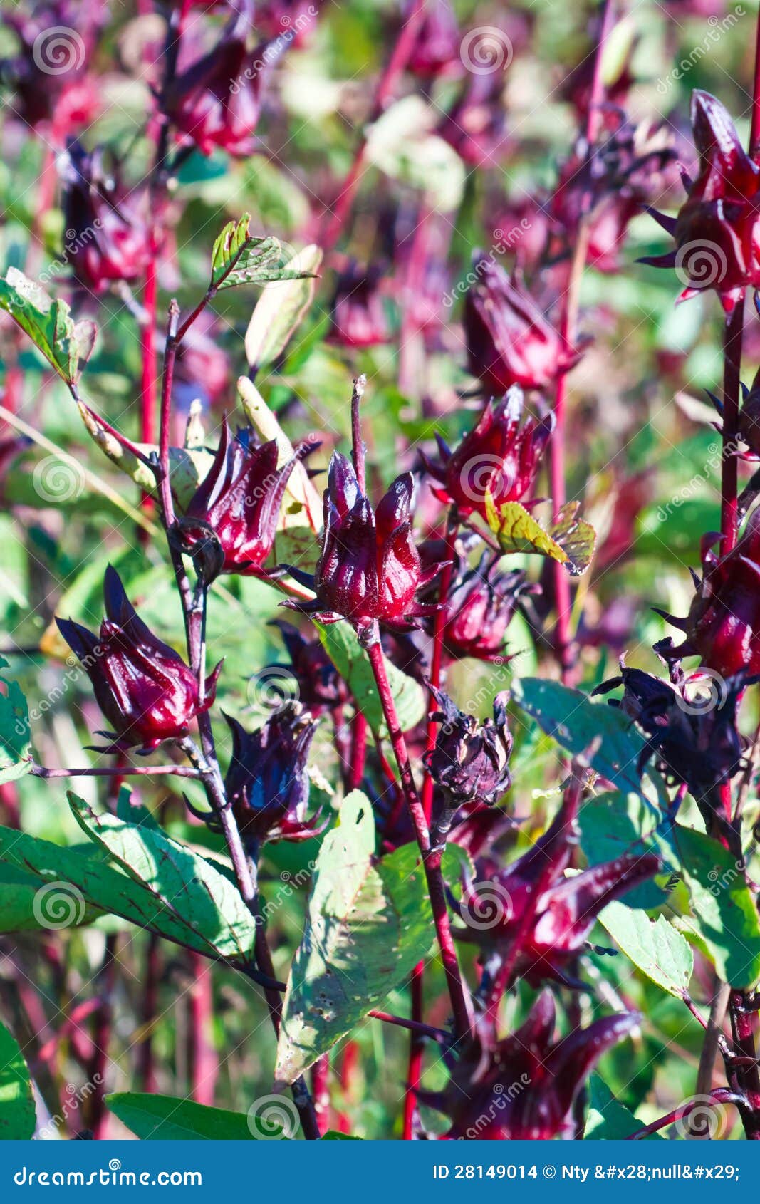 Roselle foto de archivo. Imagen de flora, planta, sano - 28149014