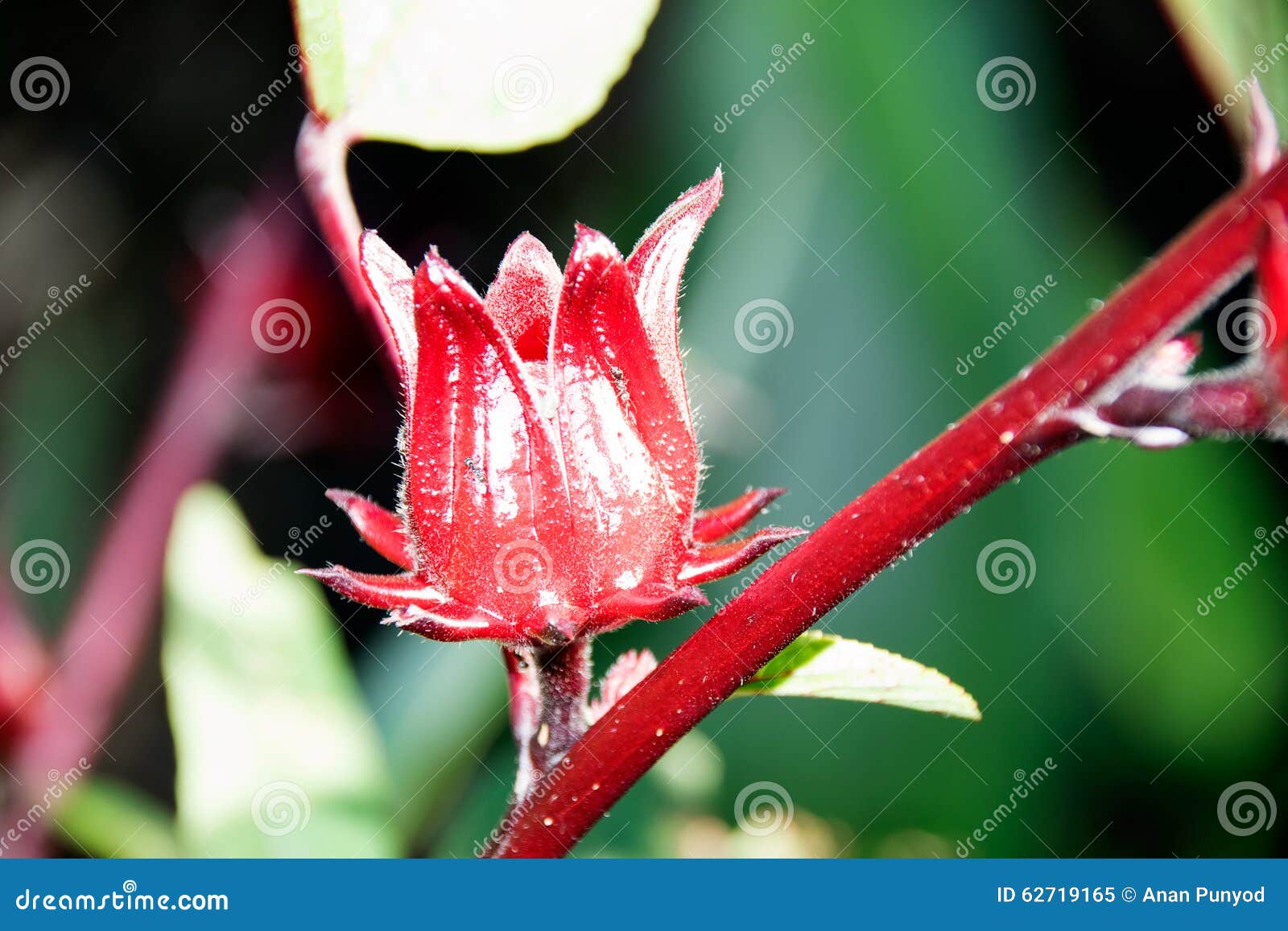 Roselle imagen de archivo. Imagen de flor, cierre, rosela - 62719165