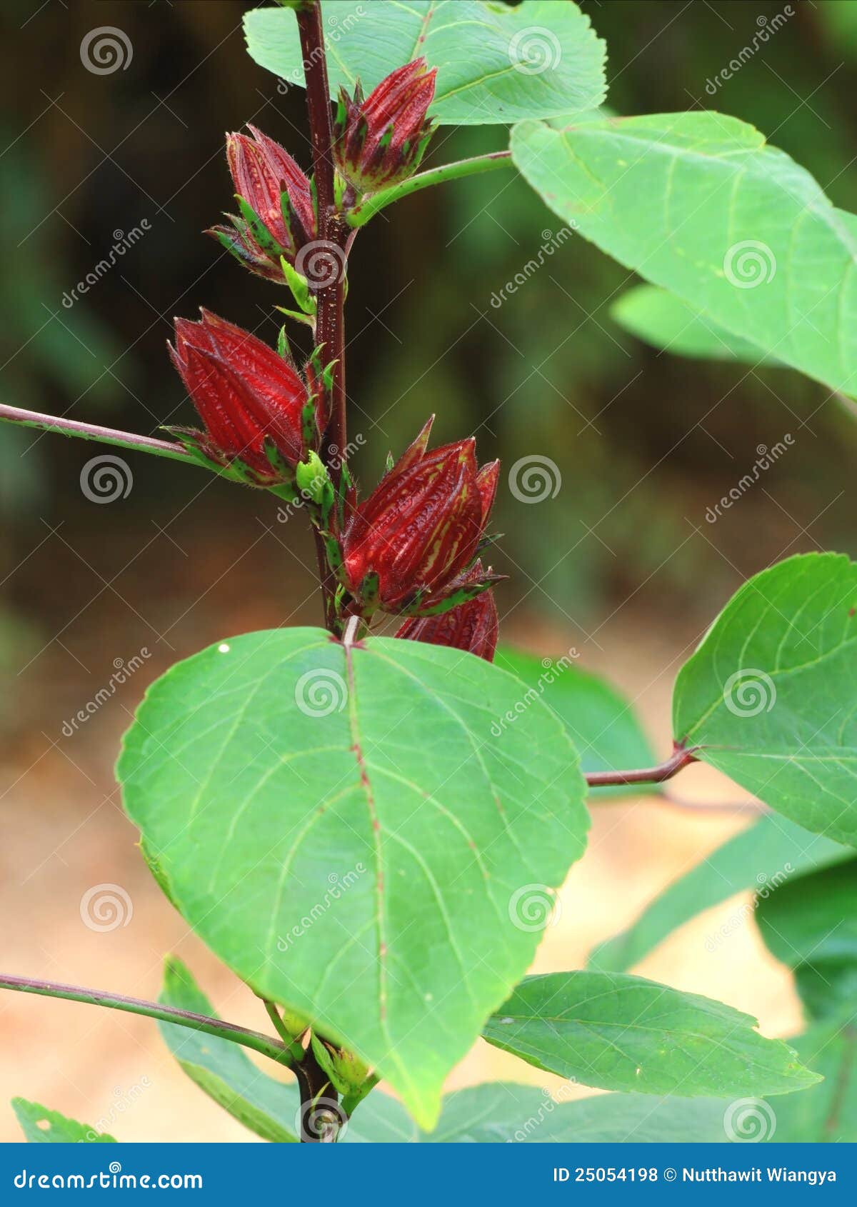 Roselle calyces stock photo. Image of vegetable, plant - 25054198
