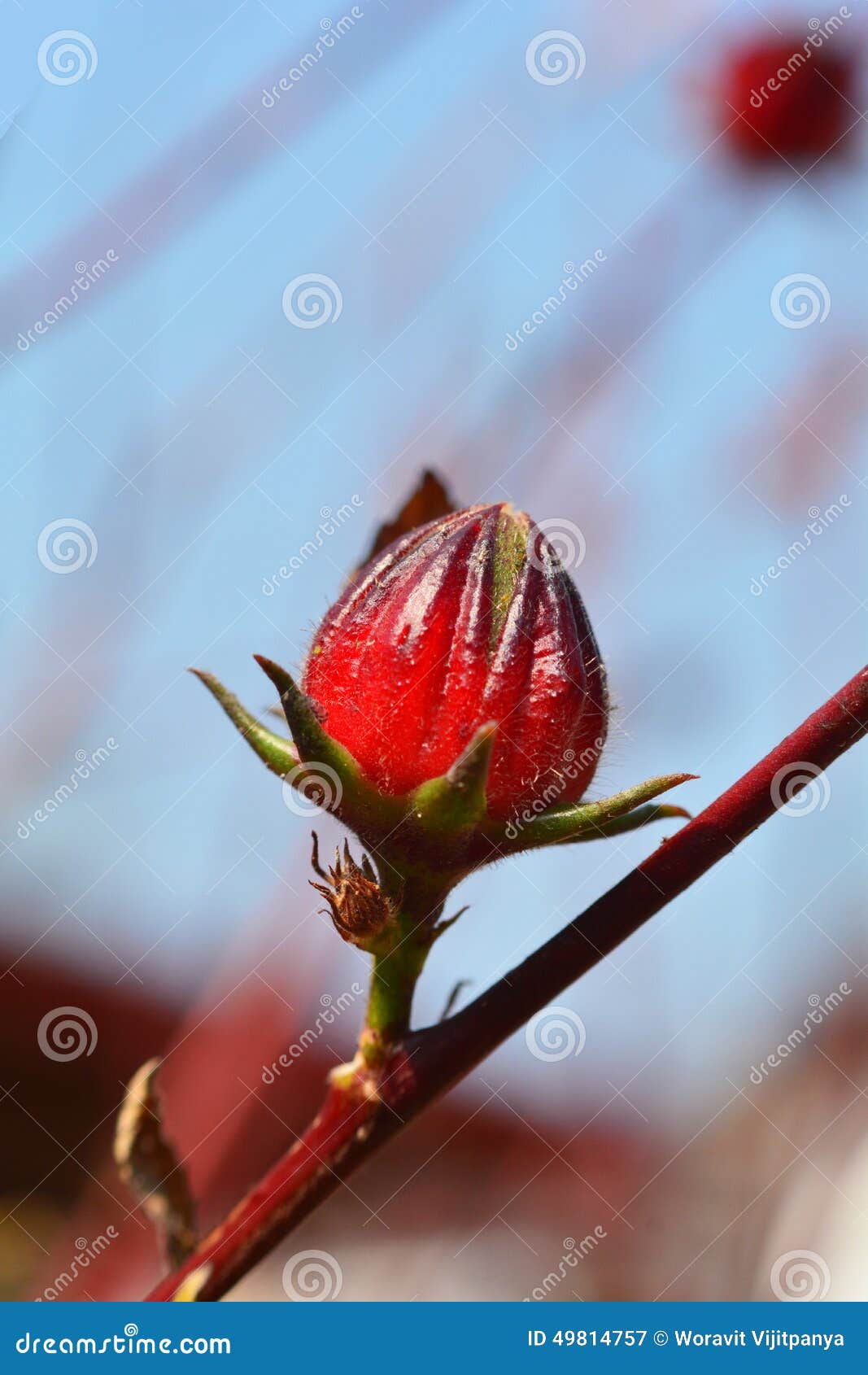 Roselle calyces stock image. Image of fruit, flower, botany - 49814757
