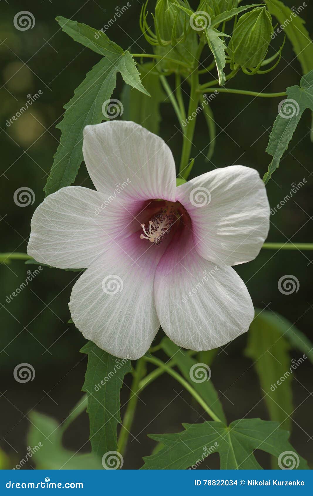 Roselle flower stock photo. Image of nature, plant, close - 78822034