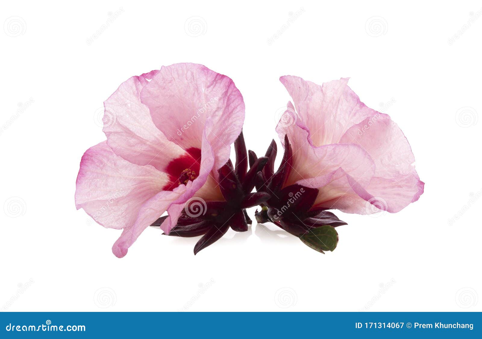 Roselle Flower Isolated on White Background Stock Image - Image of ...