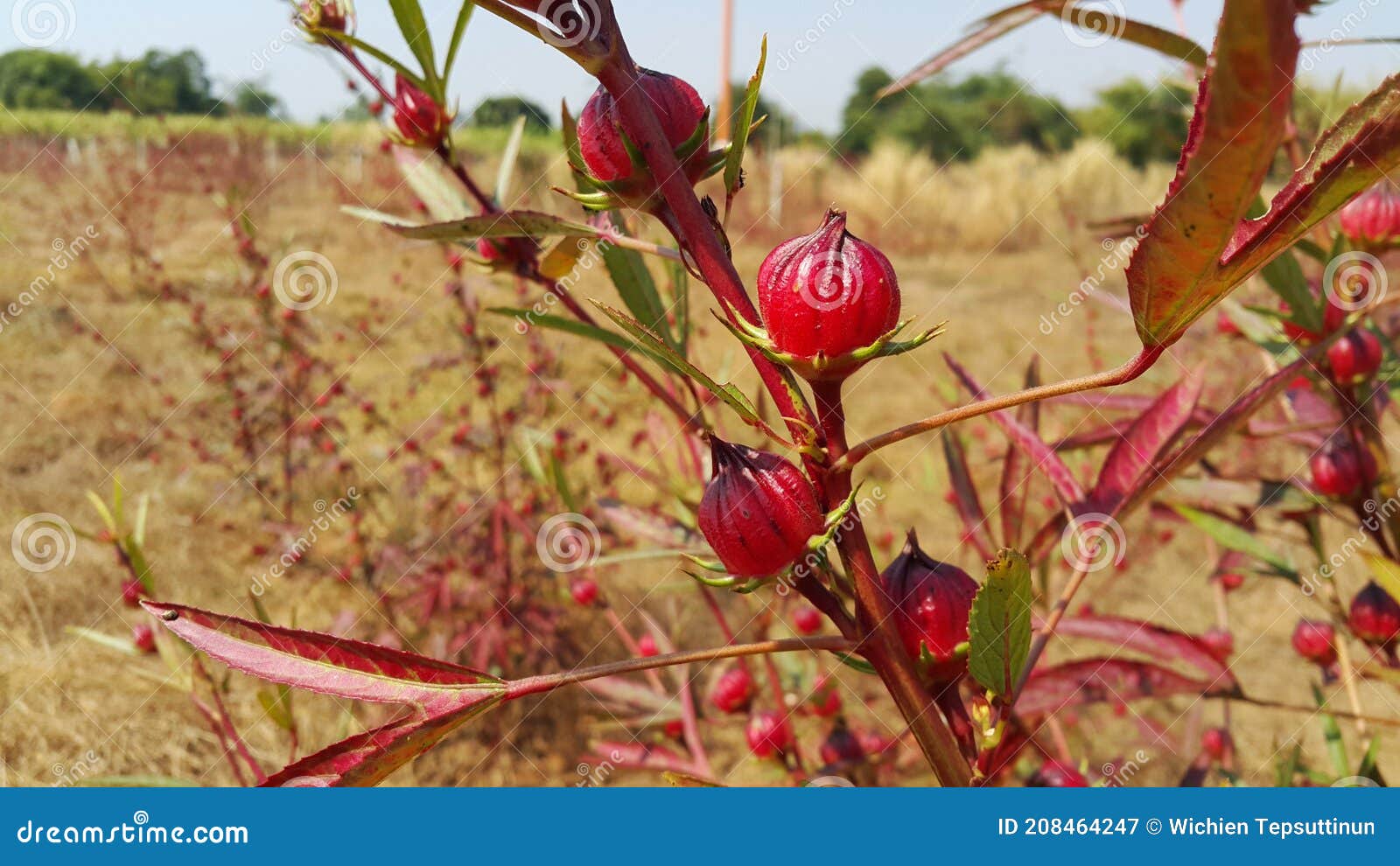 Roselle Flower Plant stock image. Image of china, fresh - 208464247
