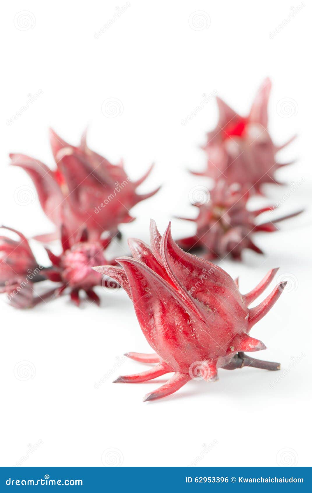 Roselle fruit isolated stock photo. Image of tropical - 62953396
