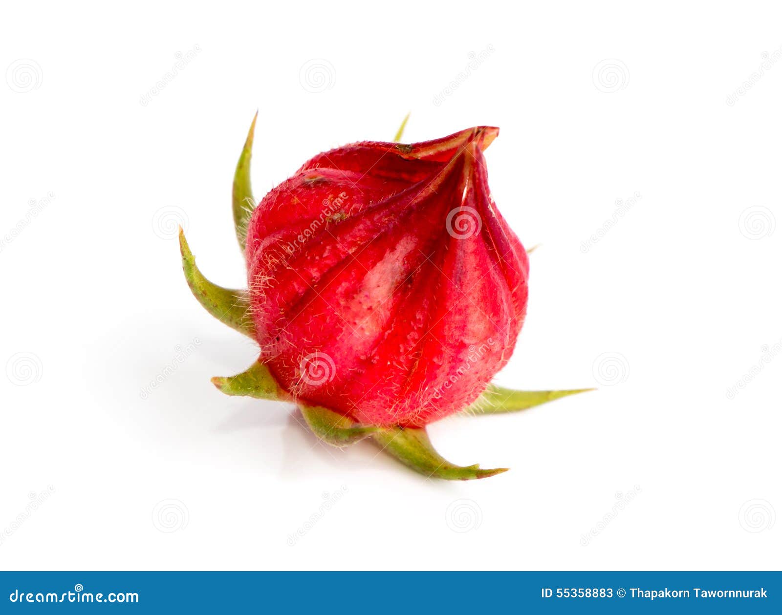 Roselle Fruit Jamaica Sorrel, Rozelle Or Hibiscus Sabdariffa And Glass ...