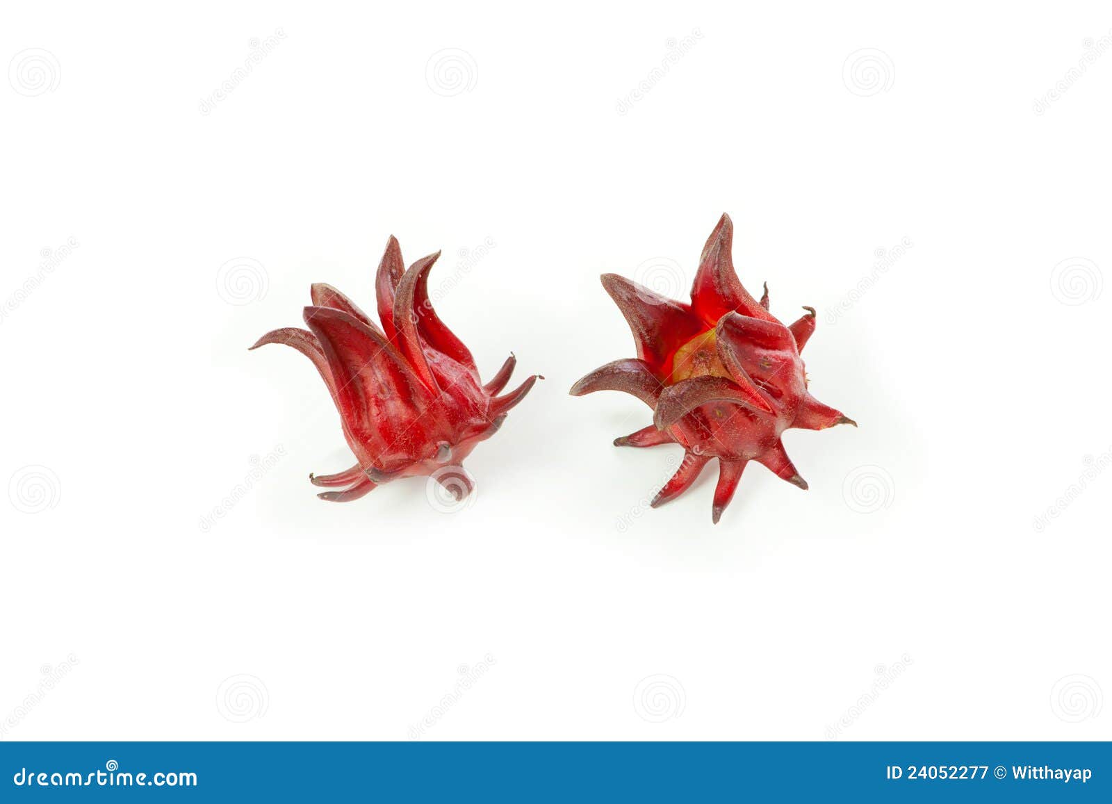 Roselle fruits stock image. Image of organic, healthy - 24052277