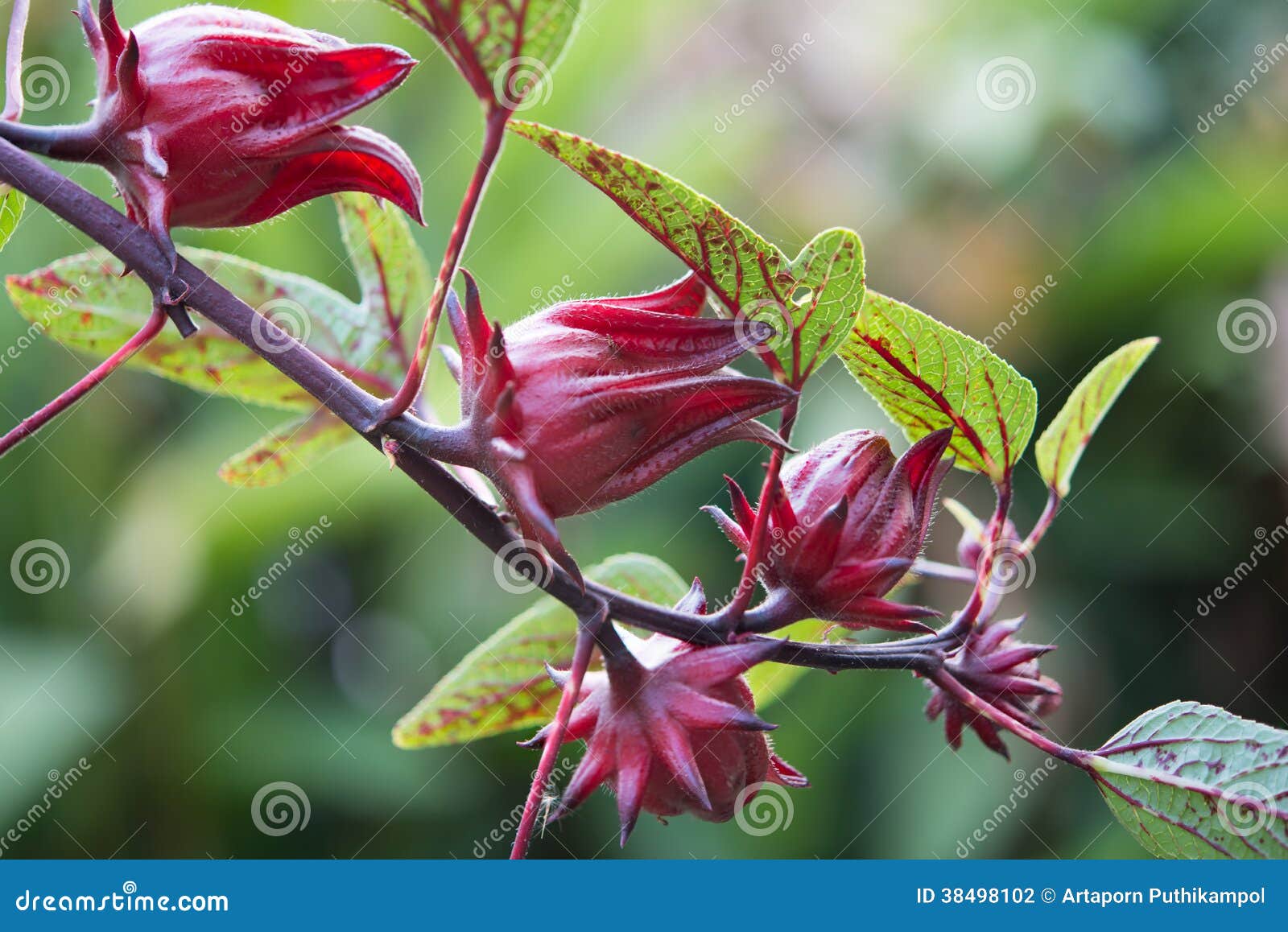 Roselle fruits stock photo. Image of natural, botanical - 38498102