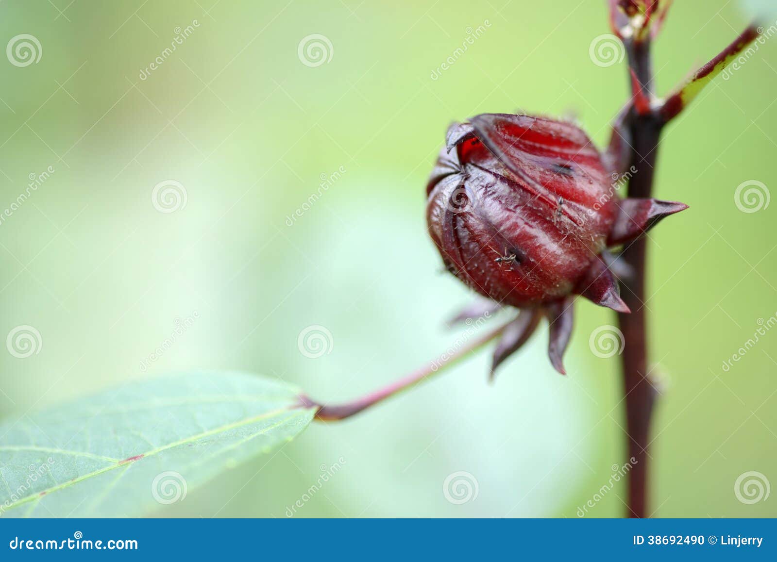 Roselle fruits stock photo. Image of malvaceae, bloom - 38692490