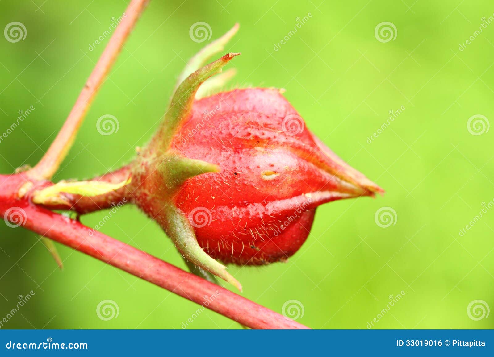 Roselle fruits stock photo. Image of herbal, refreshing - 33019016