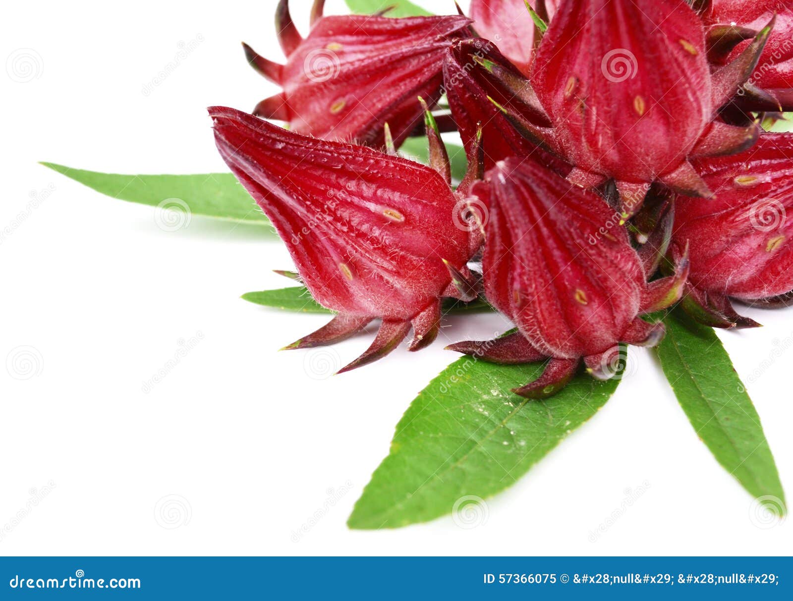 Roselle Fruits Isolated on White Background. Stock Image - Image of ...