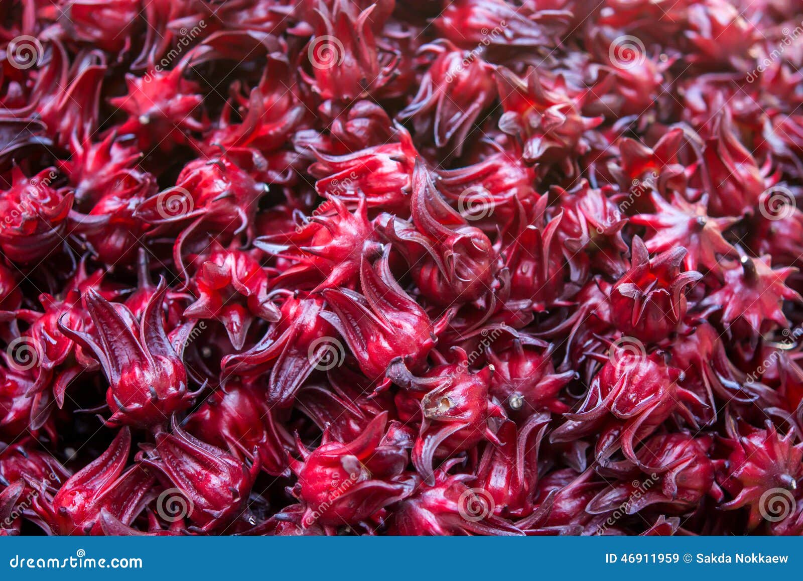 Roselle stock image. Image of healthy, pink, tasty, roselle - 46911959